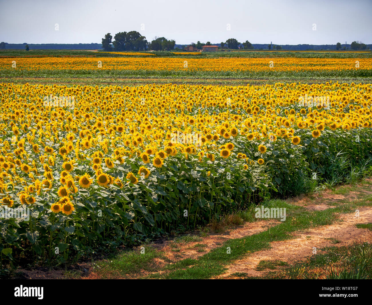 Field of sunflowers. In bloom Natural light, agriculture etc. Drought ...