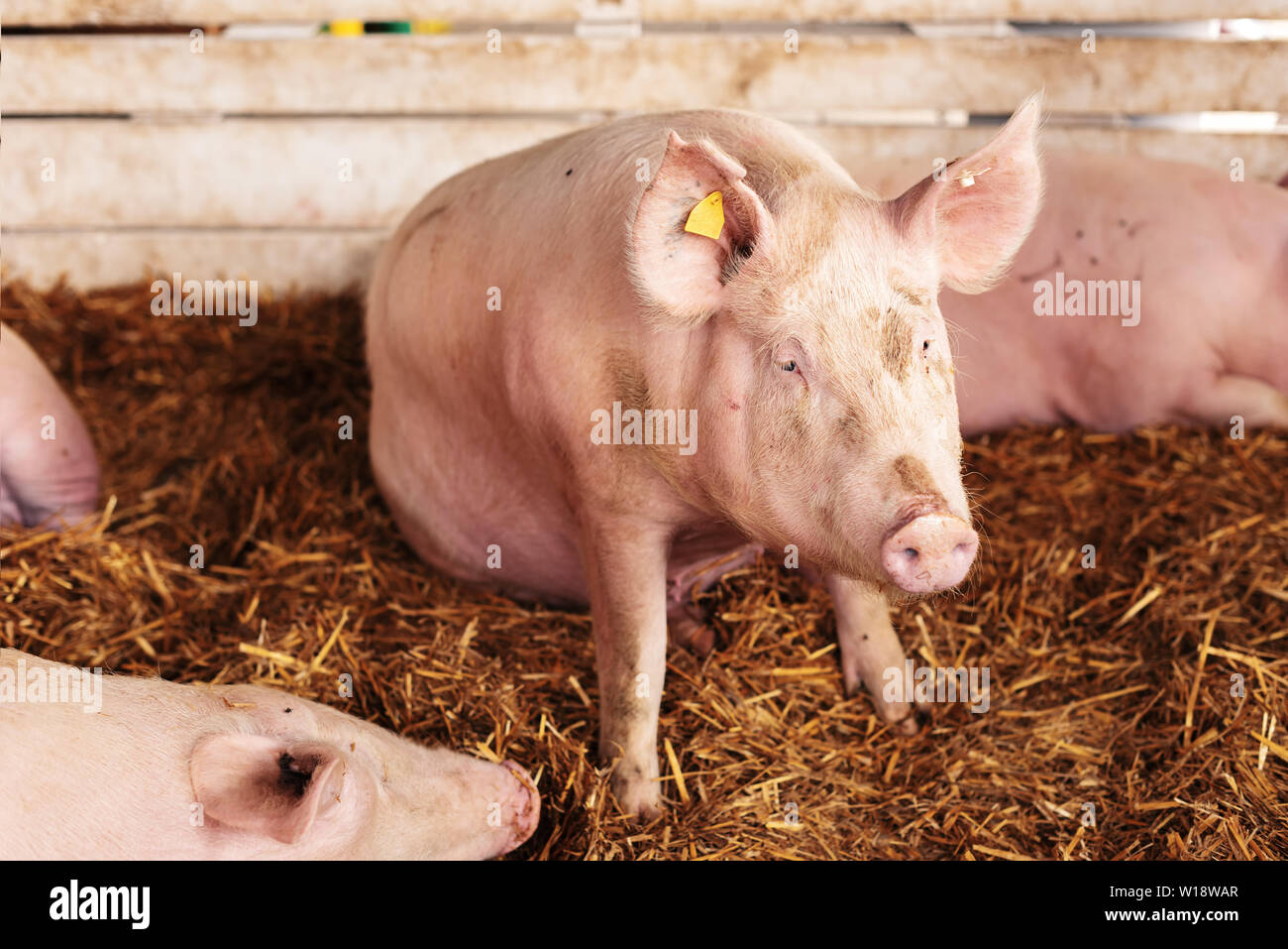 American yorkshire female pigs in pen on livestock farm Stock Photo - Alamy