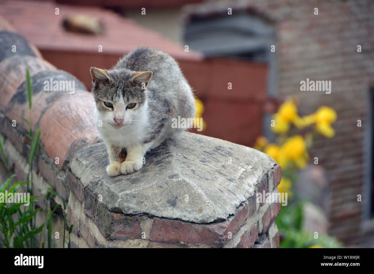 A cat sits on a wall in the historic old town Sighnaghi (Signagi) in ...