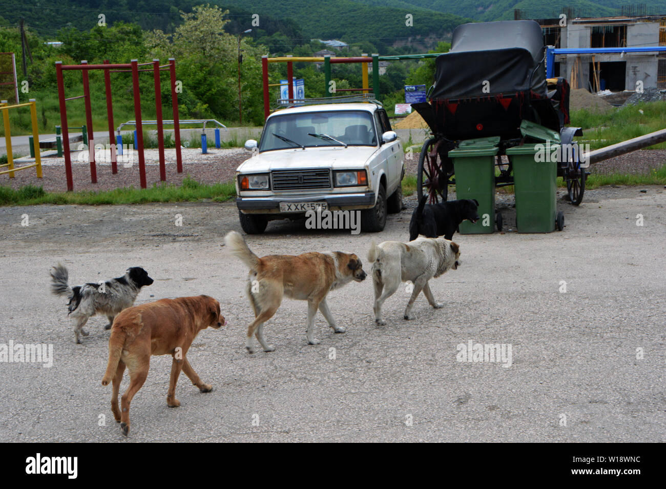 Stray dogs offered in the historic old town Sighnaghi (Signagi) in ...