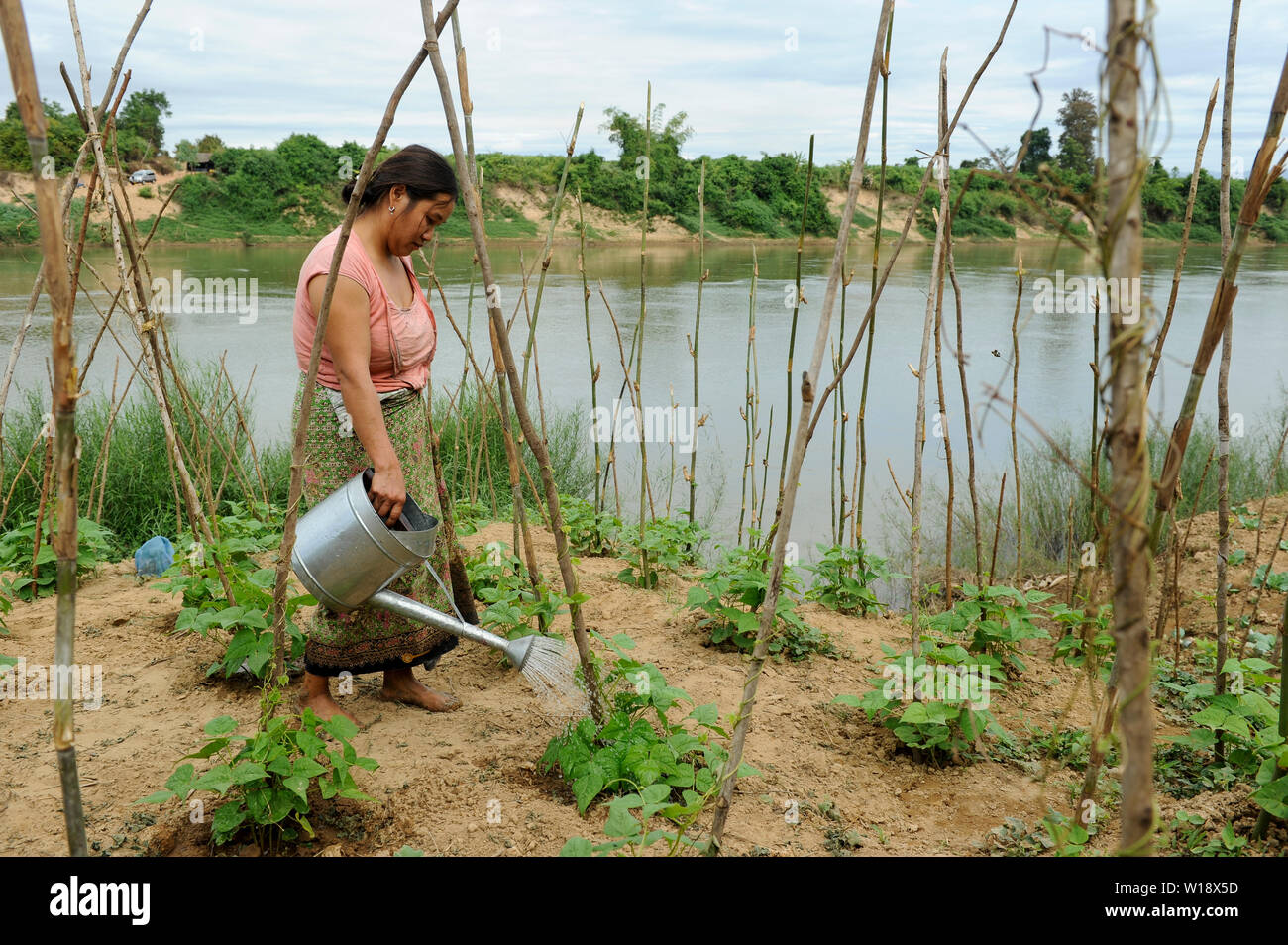 Laos, woman cultivates vegetable field near river, irrigation with ...