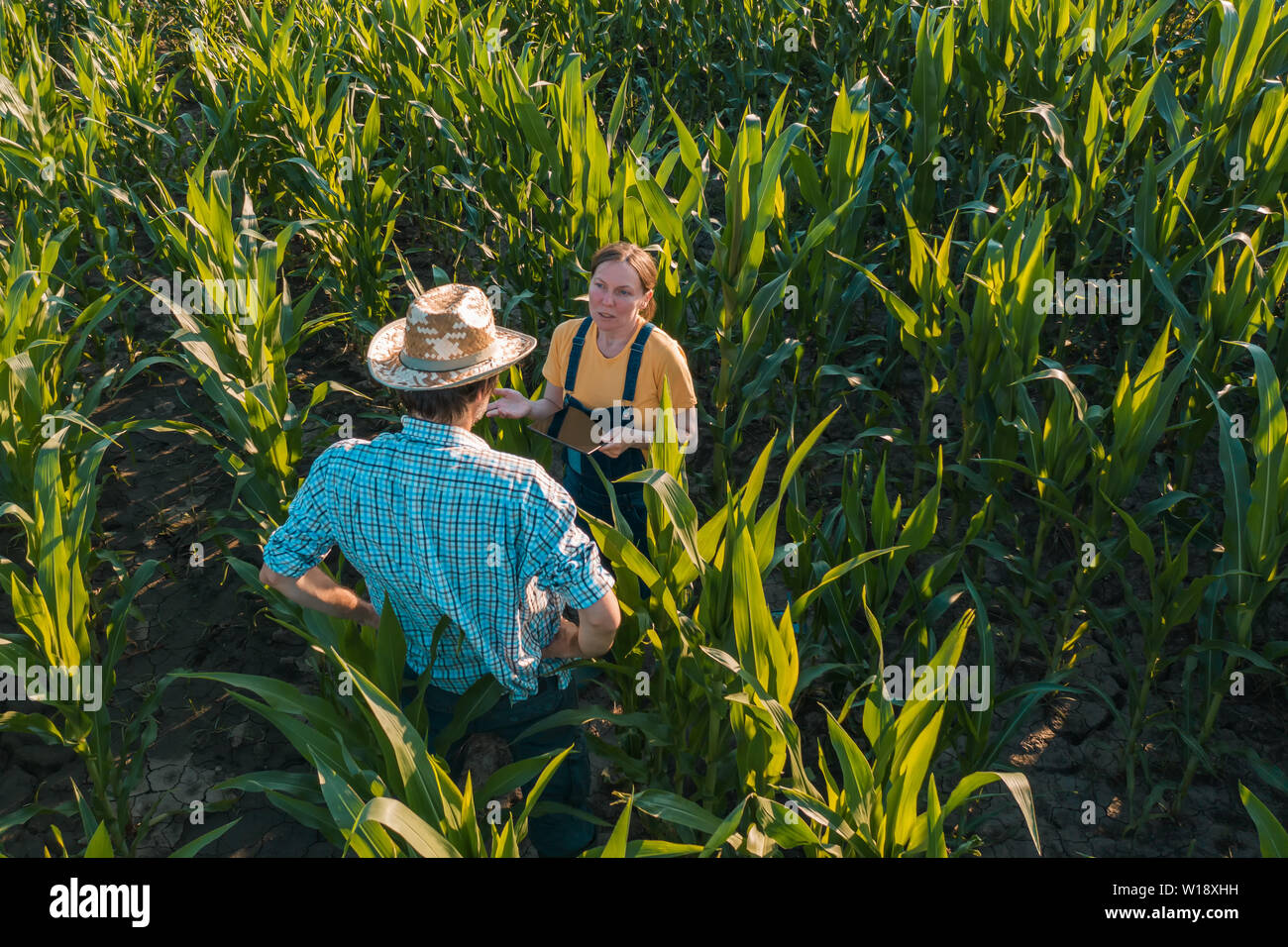 Female agronomist with tablet computer advising corn farmer in ...