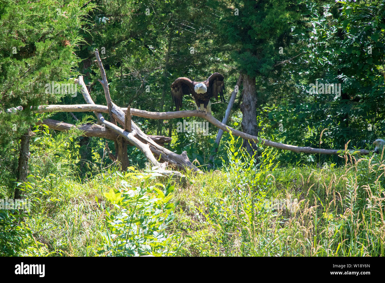 Bald Eagle Taking Flight from a Tree Stock Photo - Alamy