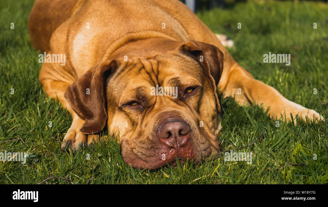 Dogue Boerboel Boerboel Dog Breed Information