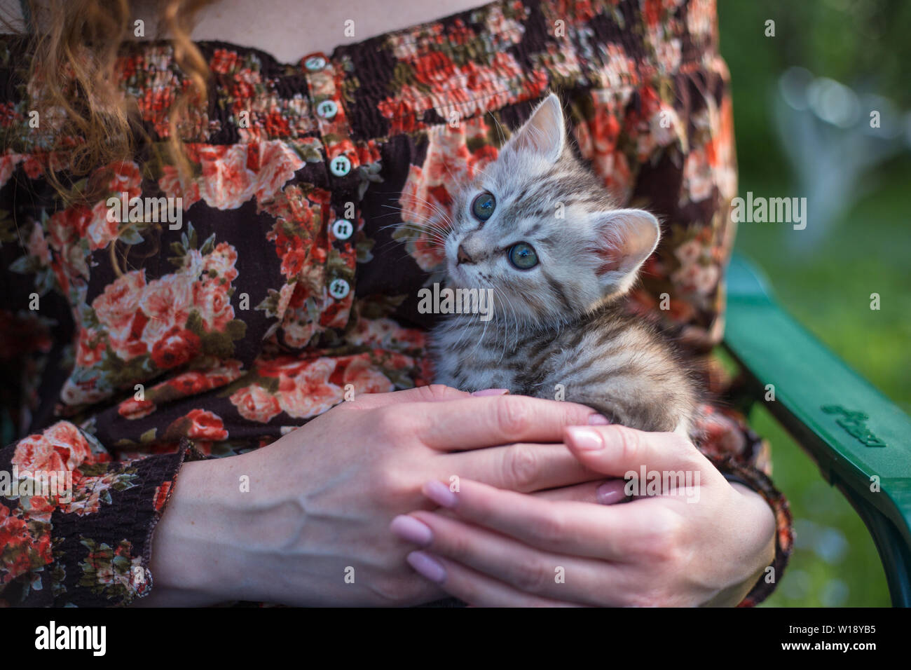 Close up of a cute kitty-cat in the woman's hands Stock Photo - Alamy