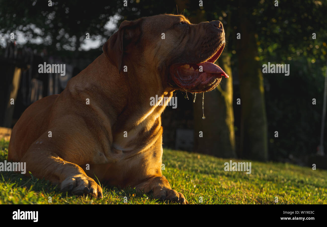 Boerboel dog breed portrait in sunset light- relaxing outdoors Stock ...