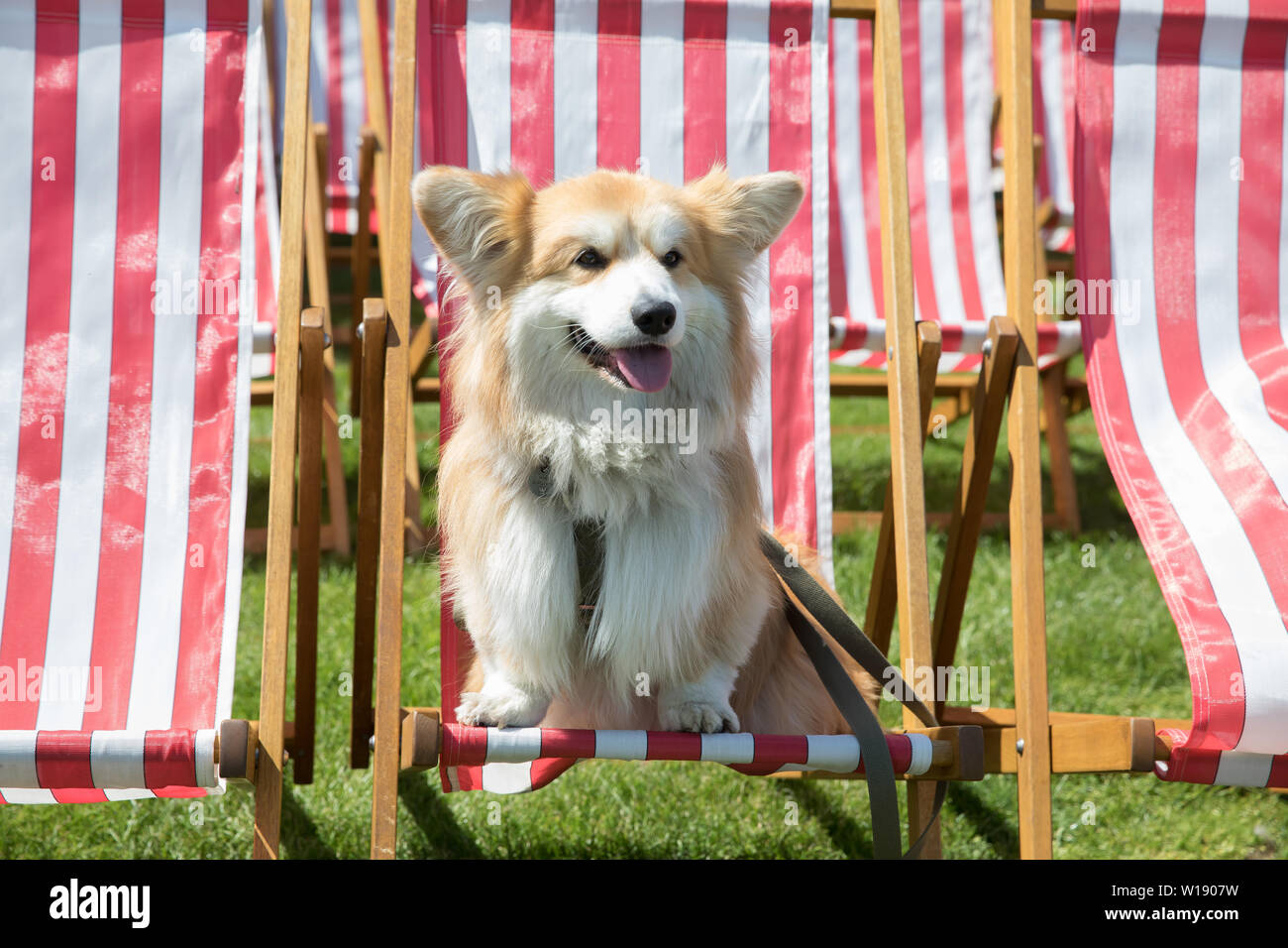 East Molesey, UK. 01st July, 2019. Marcel 'Le Corgi’ who is a famous ...