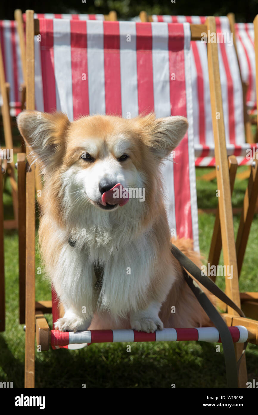 East Molesey, UK. 01st July, 2019. Marcel 'Le Corgi’ who is a famous ...
