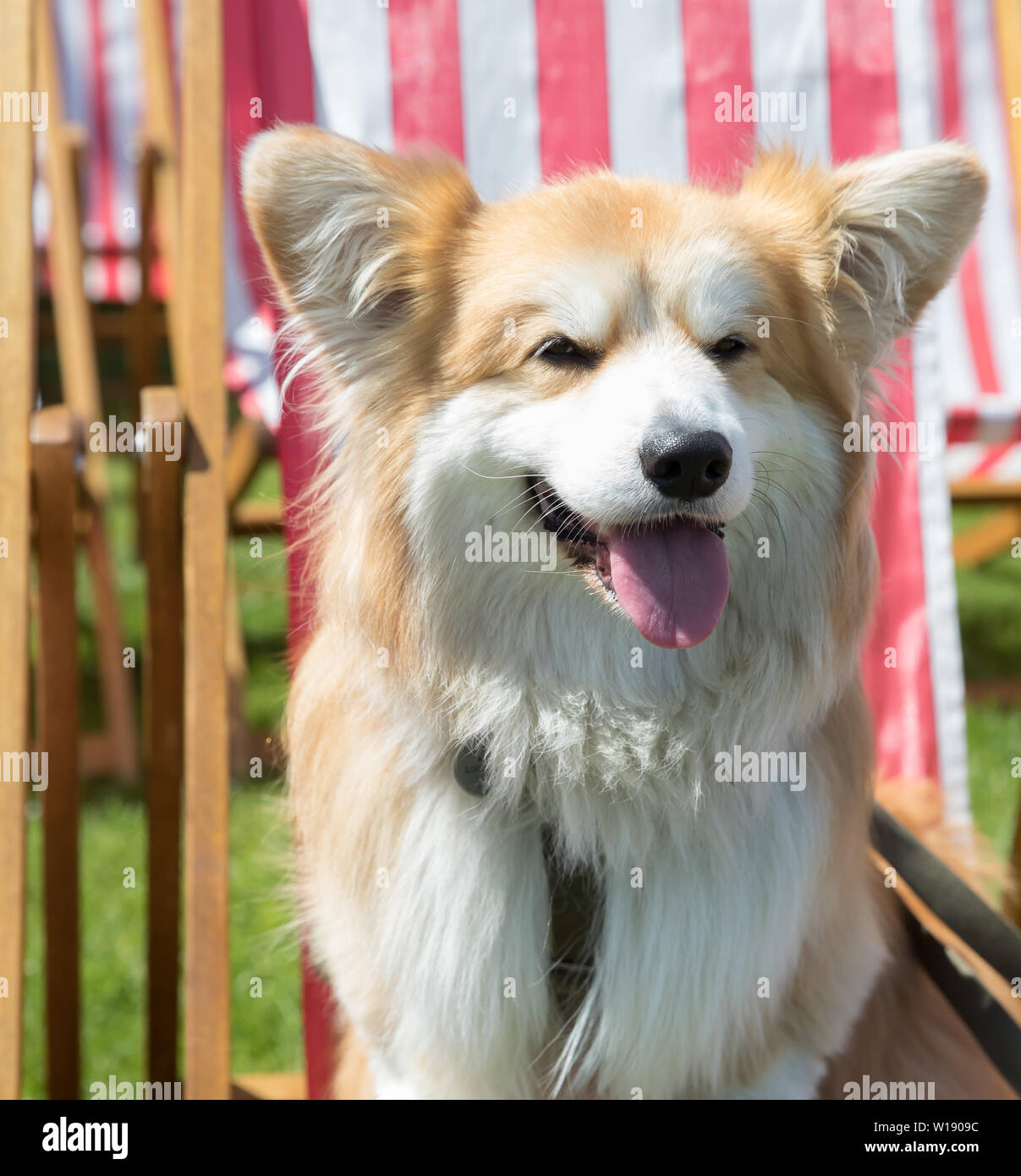 Marcel le corgi hi-res stock photography and images - Alamy