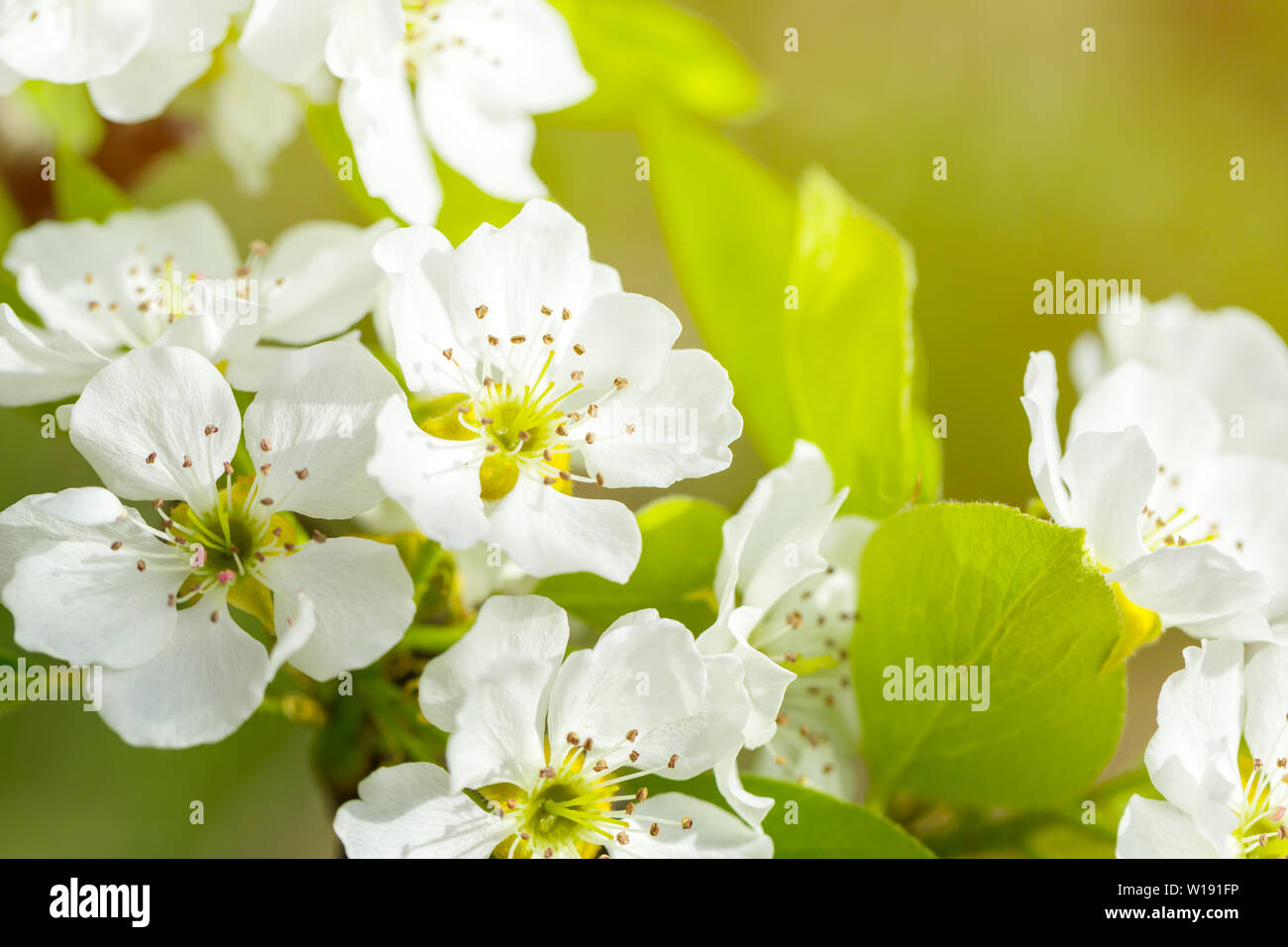 Cherry blossom in spring Stock Photo - Alamy