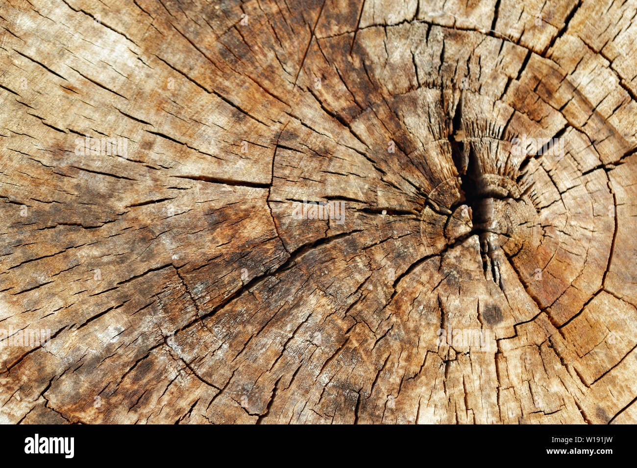 Wooden cut texture, tree rings Stock Photo - Alamy