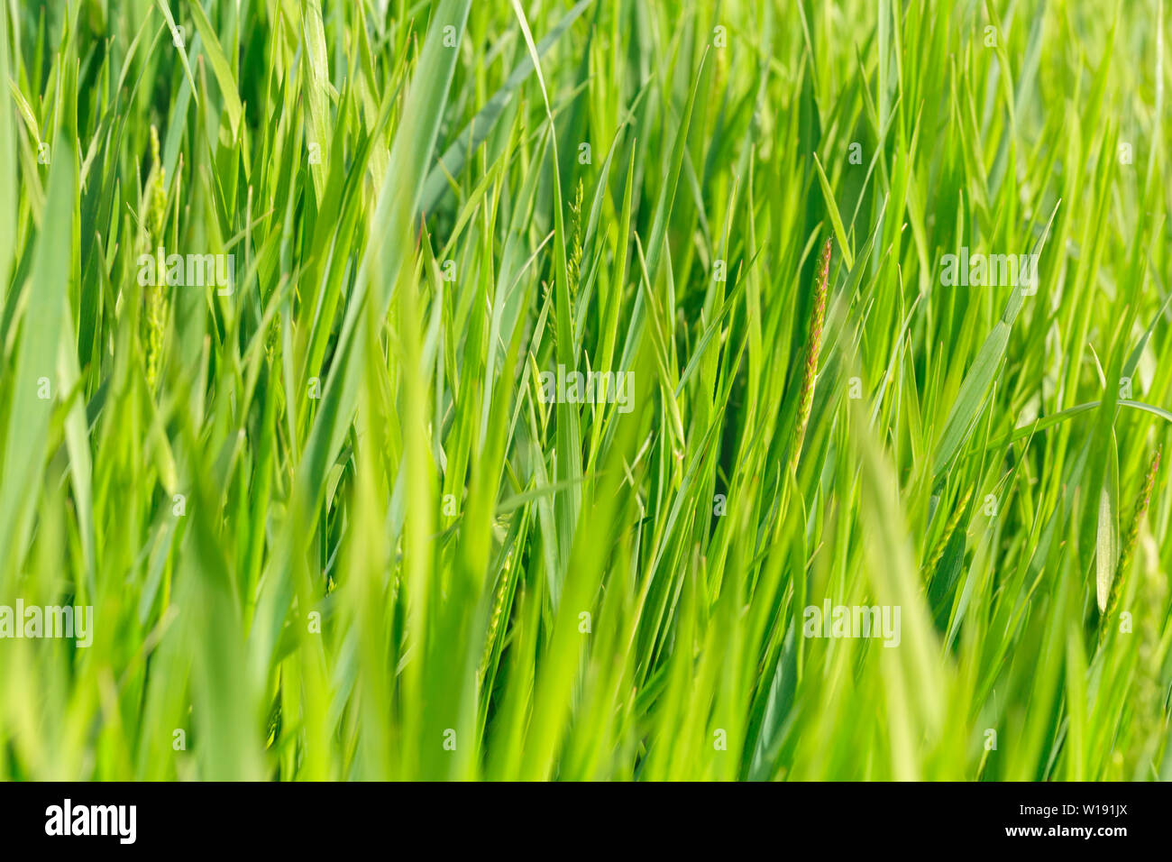 spring grass field Stock Photo - Alamy