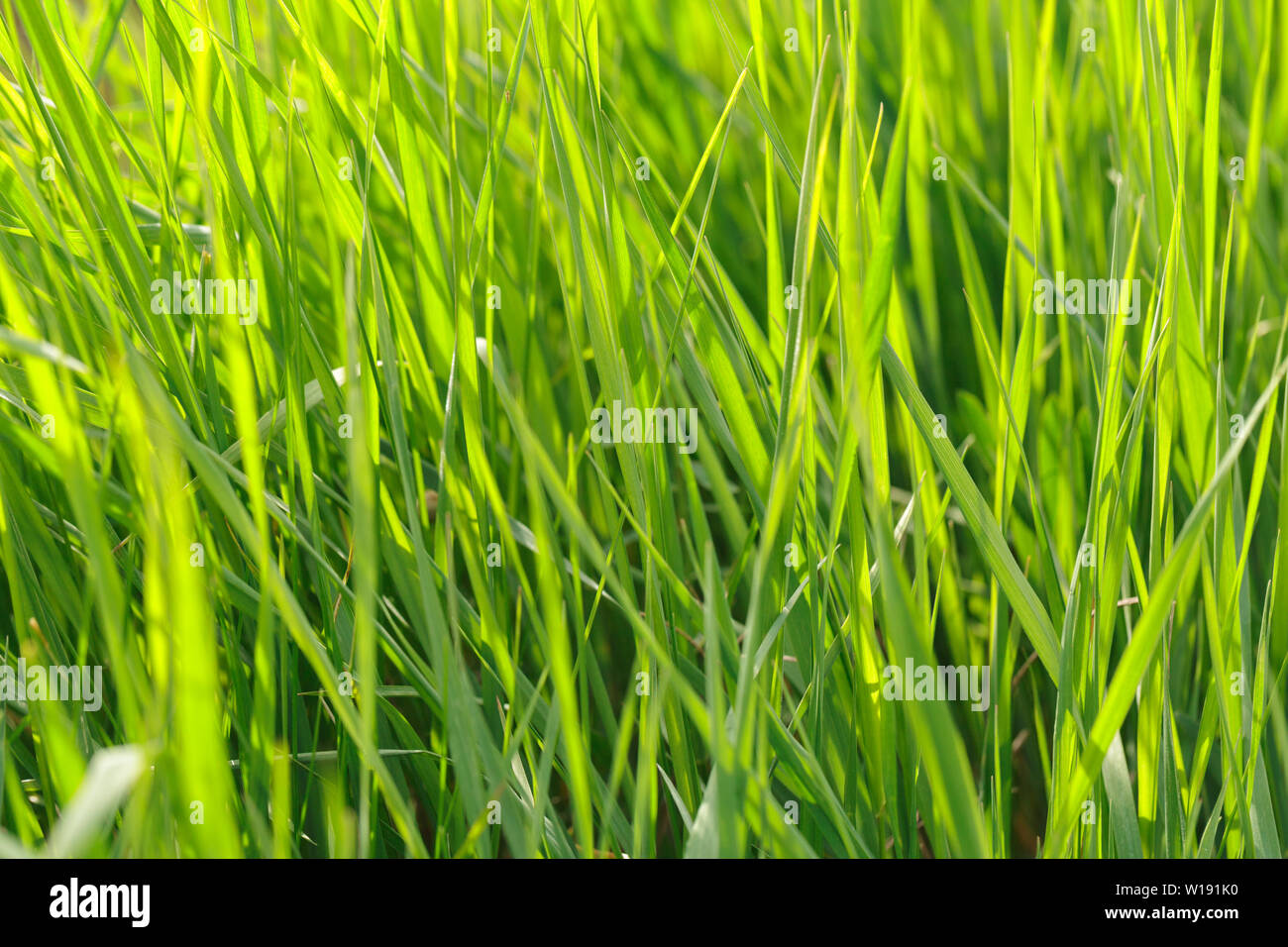 spring grass field Stock Photo - Alamy