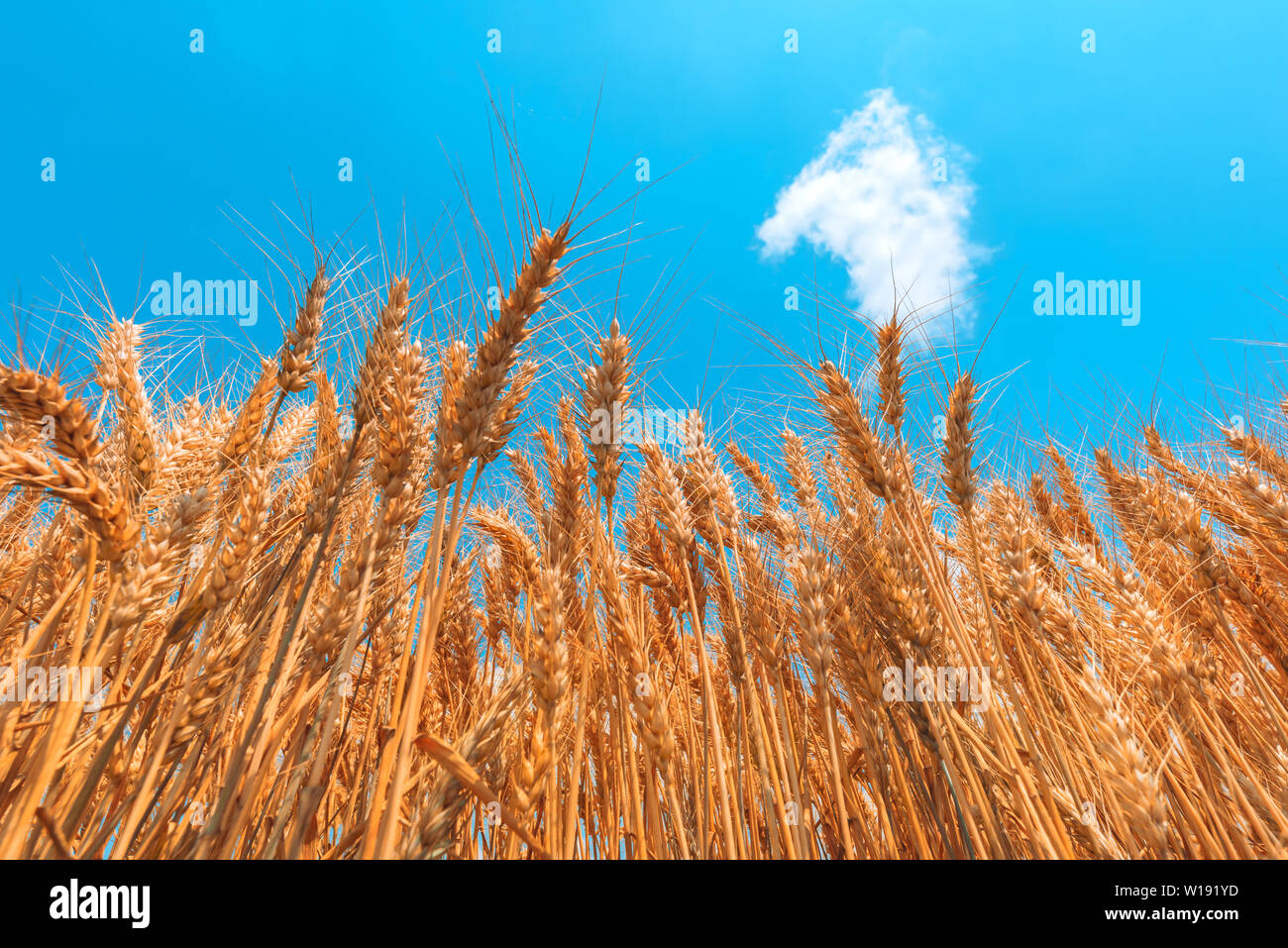 Golden wheat cereal hi-res stock photography and images - Alamy