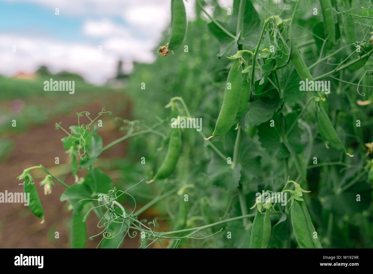 Garden homegrown hi-res stock photography and images - Alamy