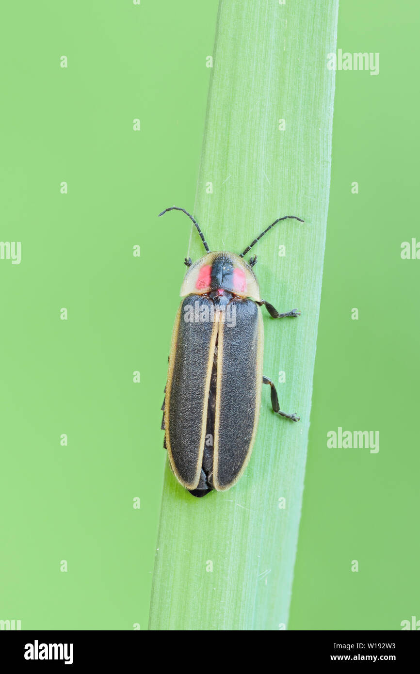 A female Synchronous Firefly (Photinus carolinus) perches on vegetation ...