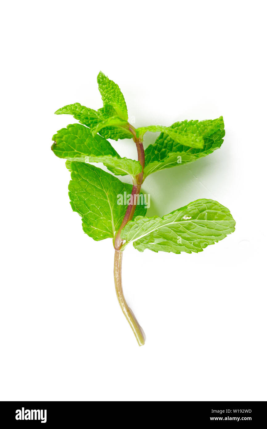 mint isolated on white Stock Photo - Alamy