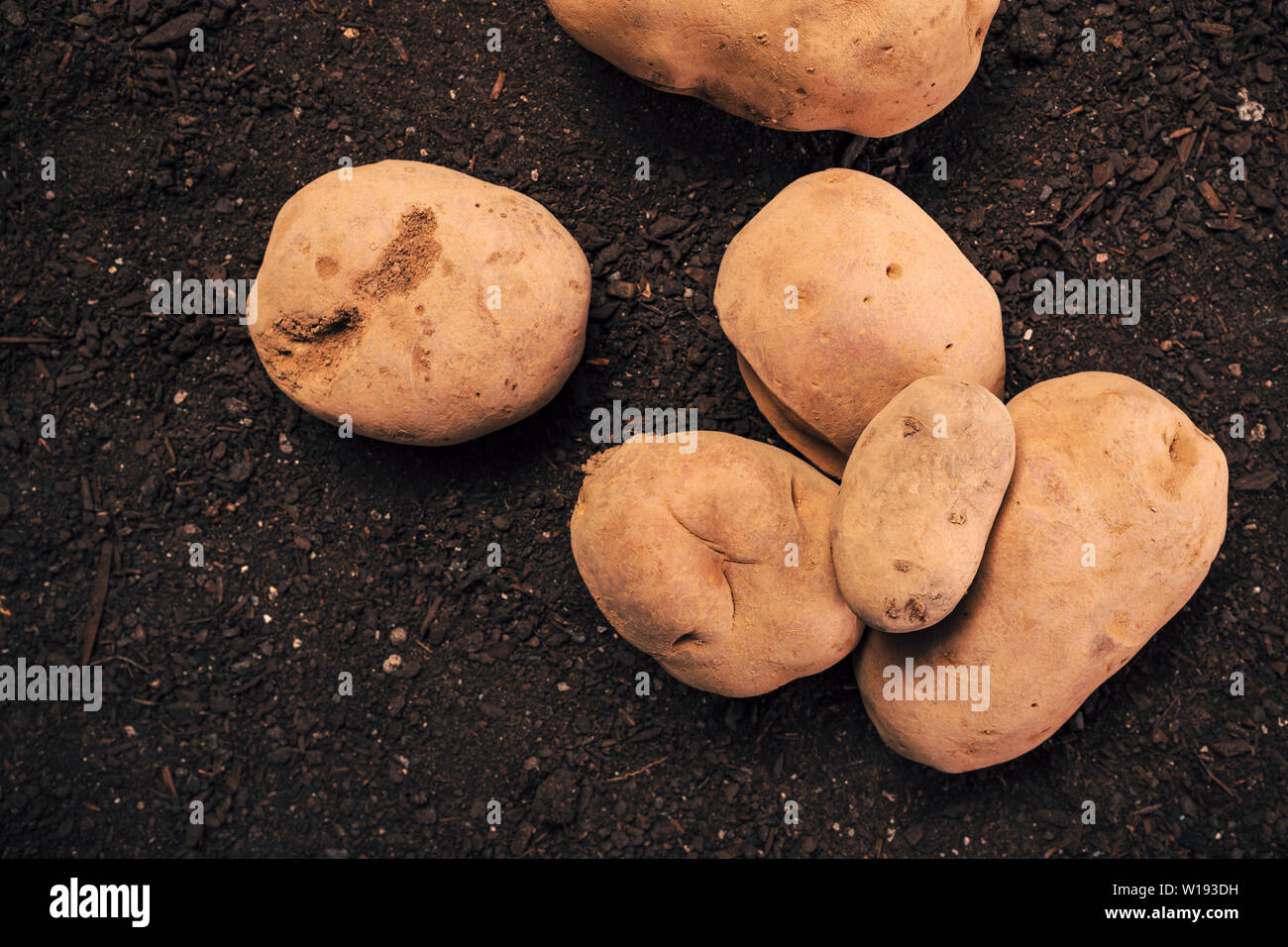 Grow rhizome hi-res stock photography and images - Alamy