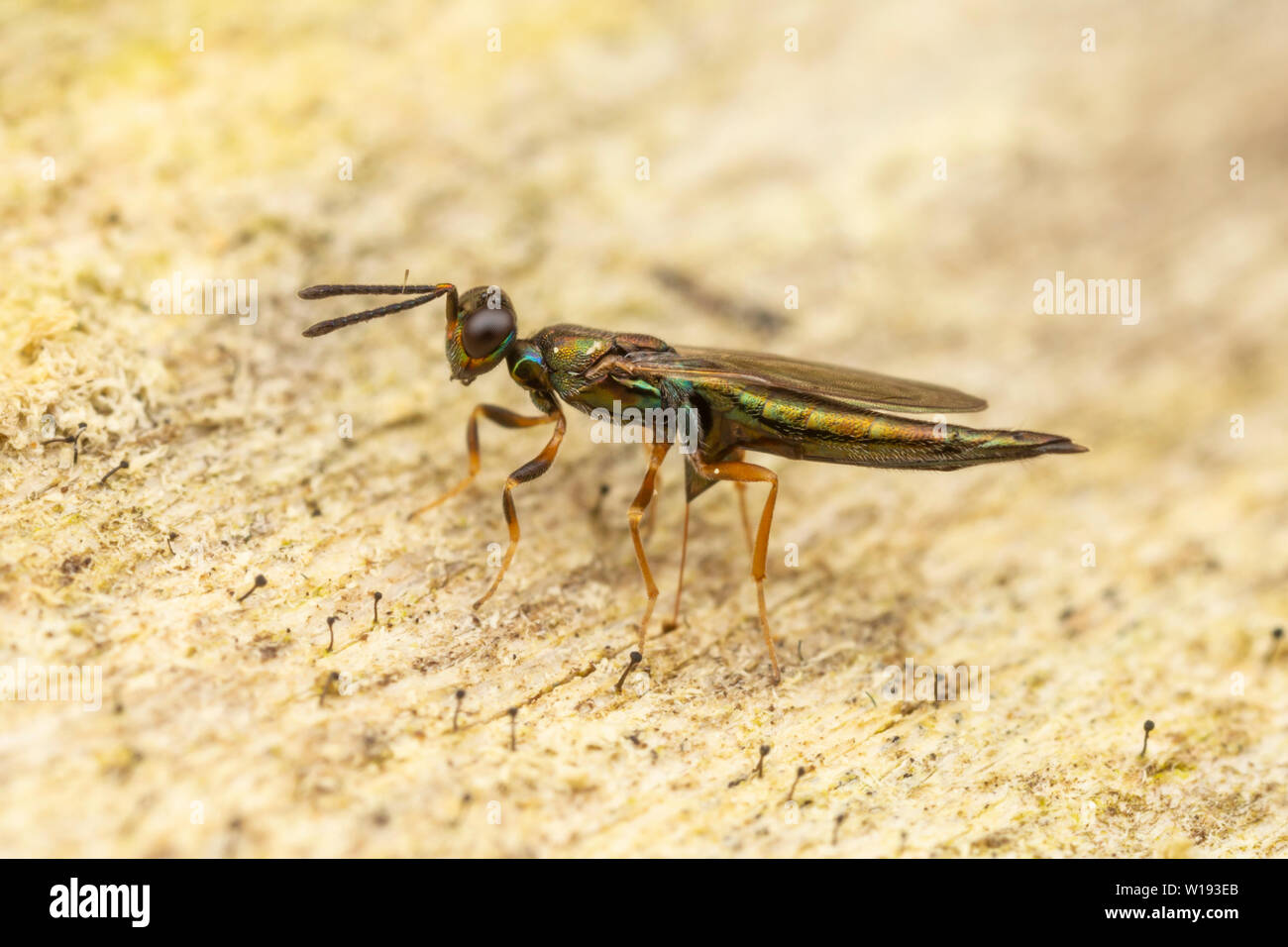 Chalcidoid wasps hi-res stock photography and images - Alamy
