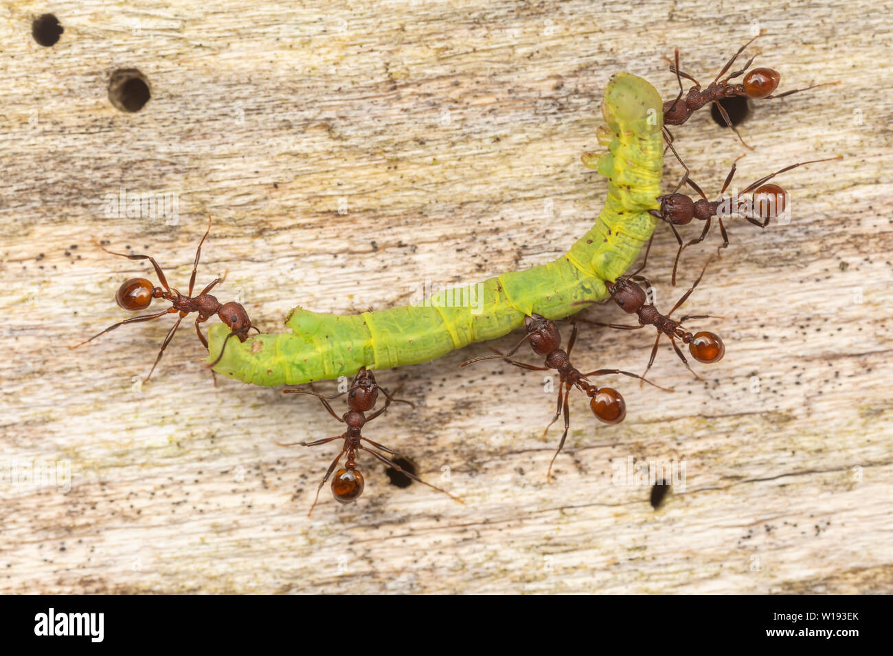 Spine-waisted Ants (Aphaenogaster tennesseensis) work together to carry ...