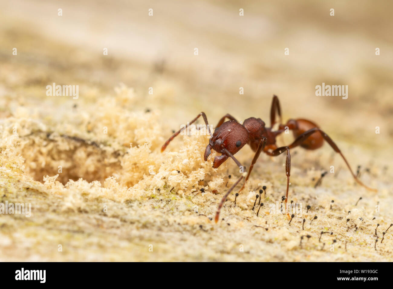 A Spine-waisted Ant (Aphaenogaster tennesseensis) explores a recently ...