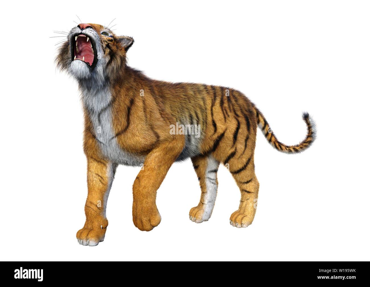 3D rendering of a big cat tiger isolated on white background Stock ...