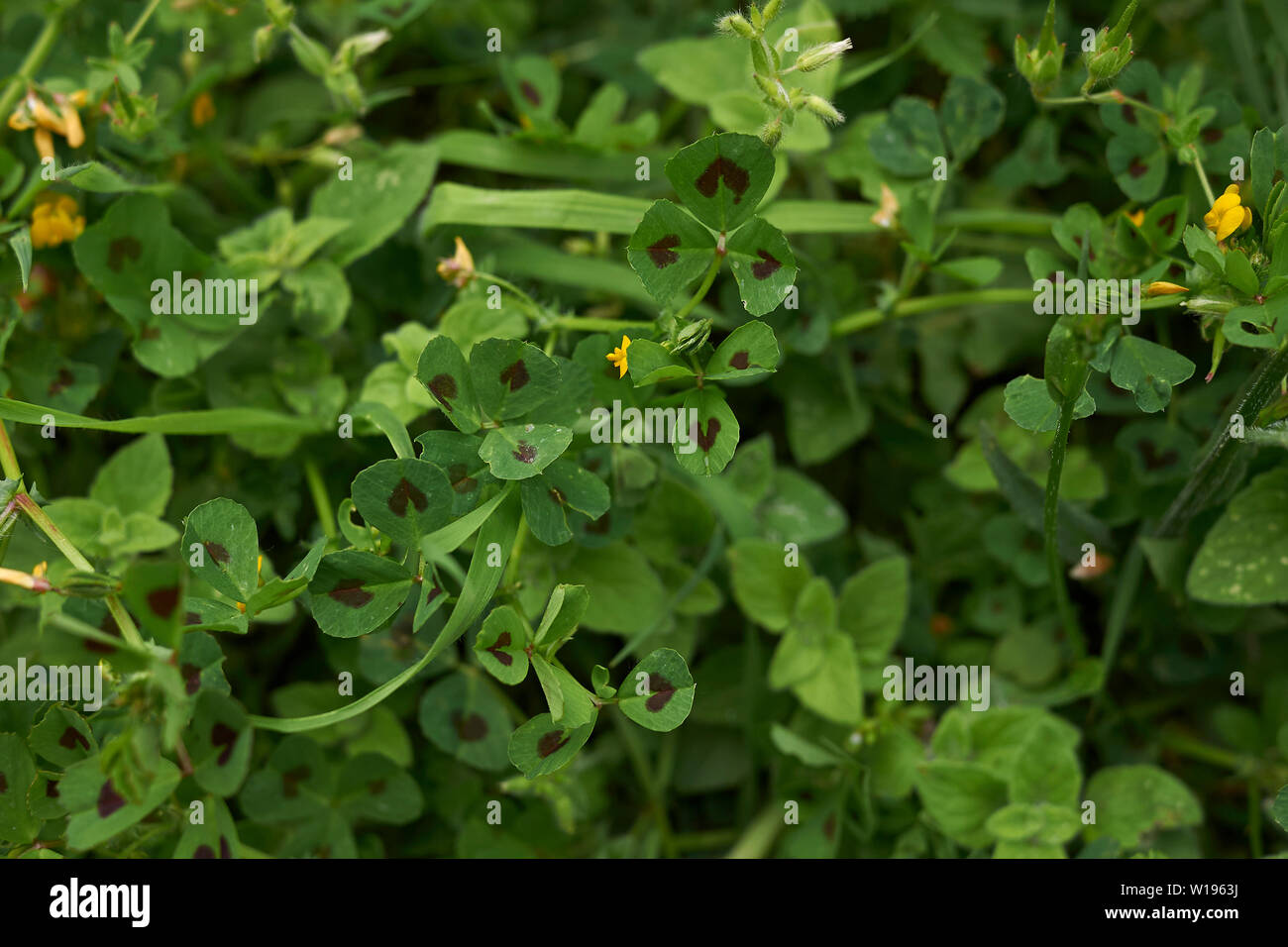 Bur clover hi-res stock photography and images - Alamy