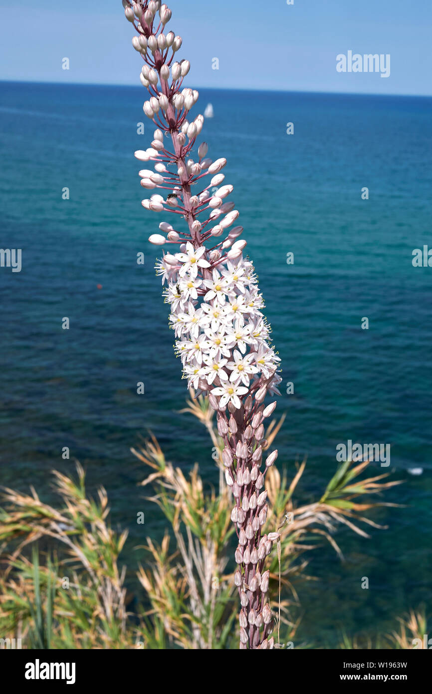 white inflorescence of Drimia maritima in sicily island Stock Photo - Alamy