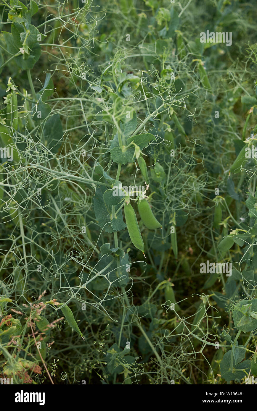 Pisum sativum seed hi-res stock photography and images - Alamy