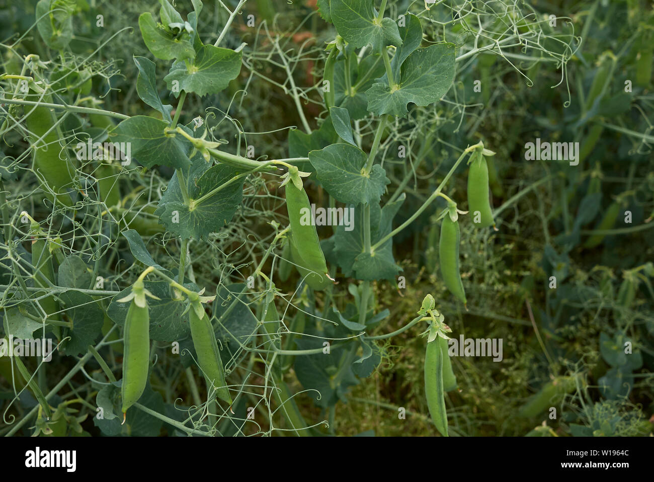 Pisum sativum seed hi-res stock photography and images - Alamy
