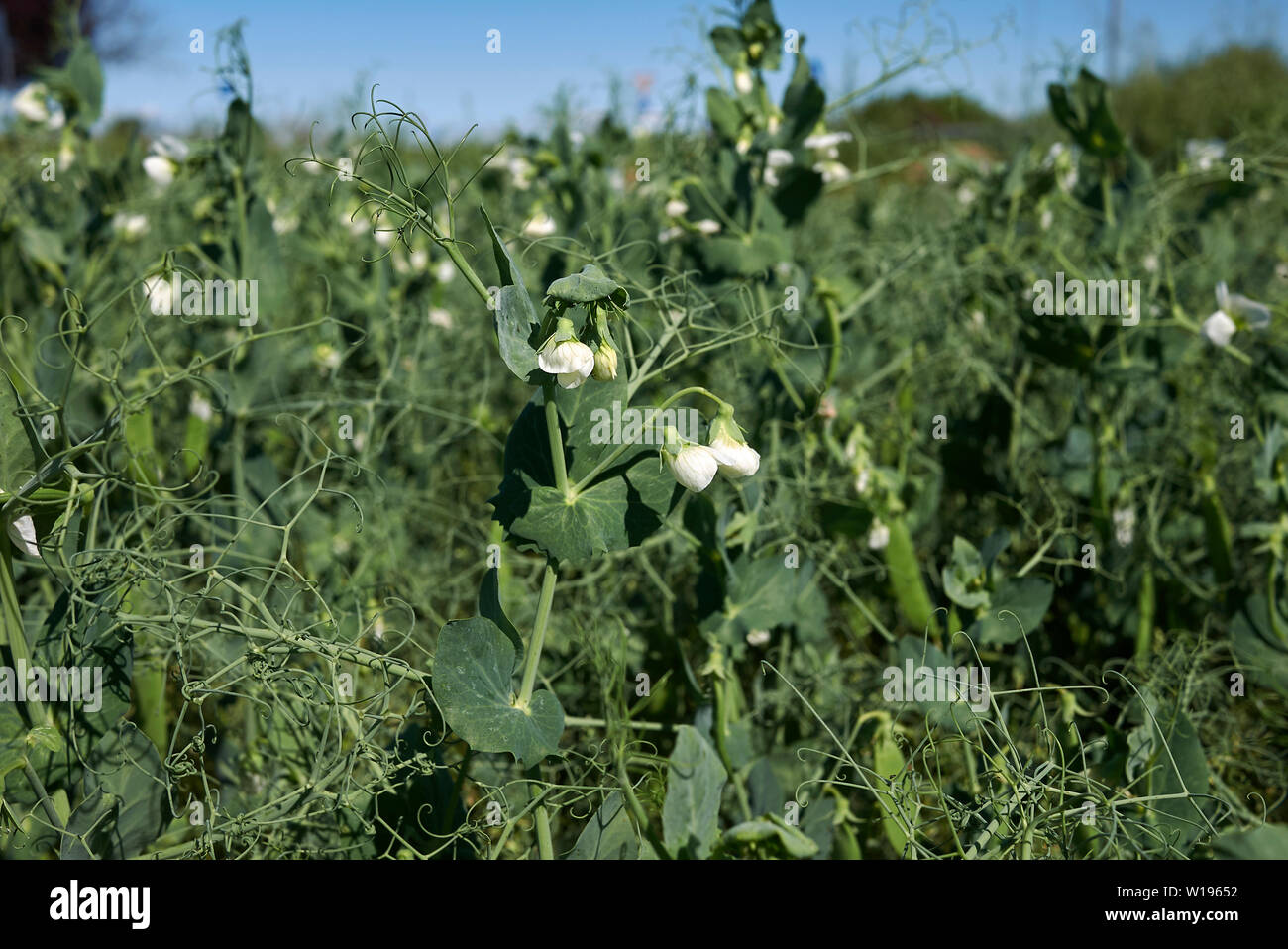 Pisum sativum seed hi-res stock photography and images - Alamy