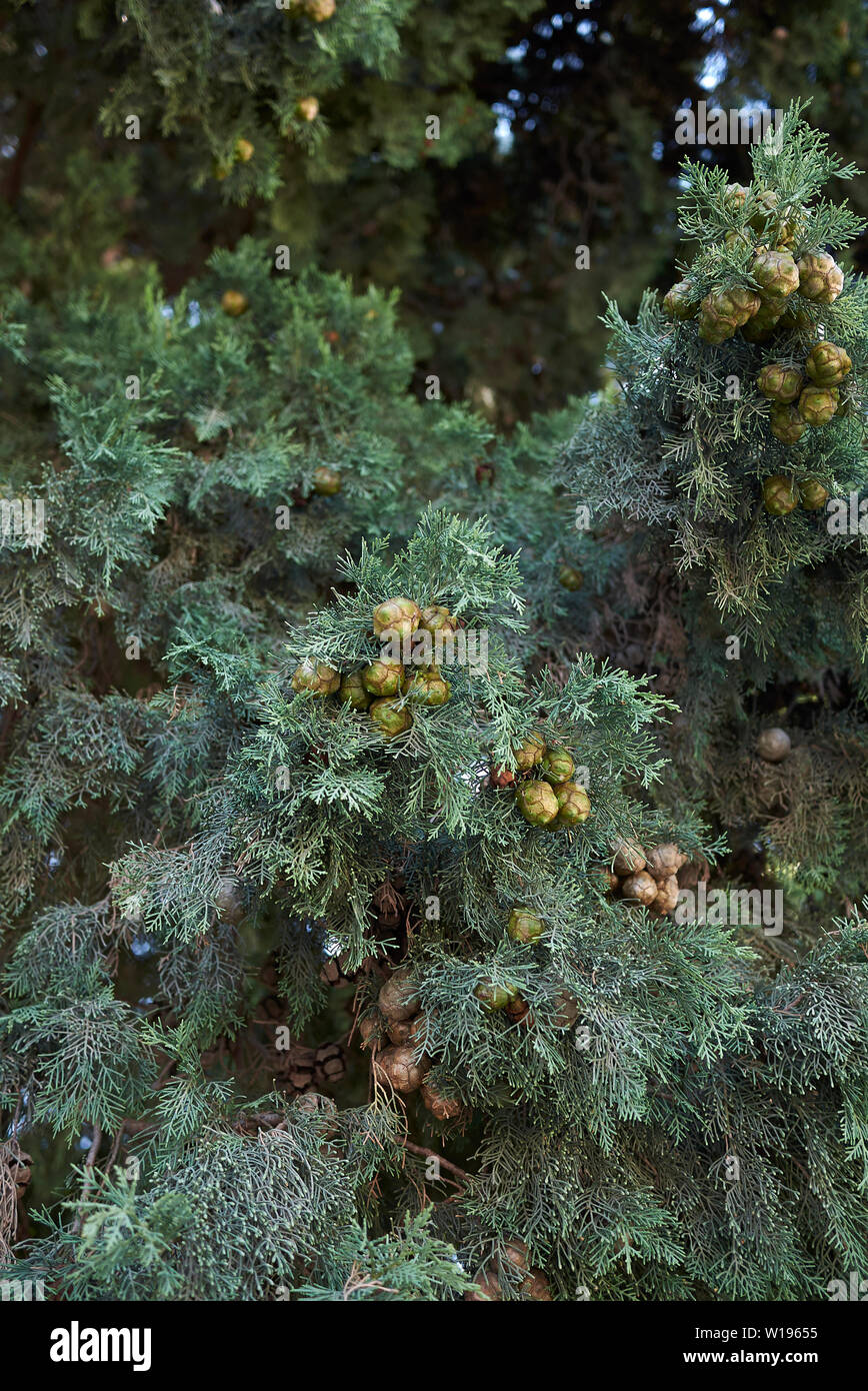 Italian Cypress Cupressus Sempervirens Cupressaceae Stock Photos ...