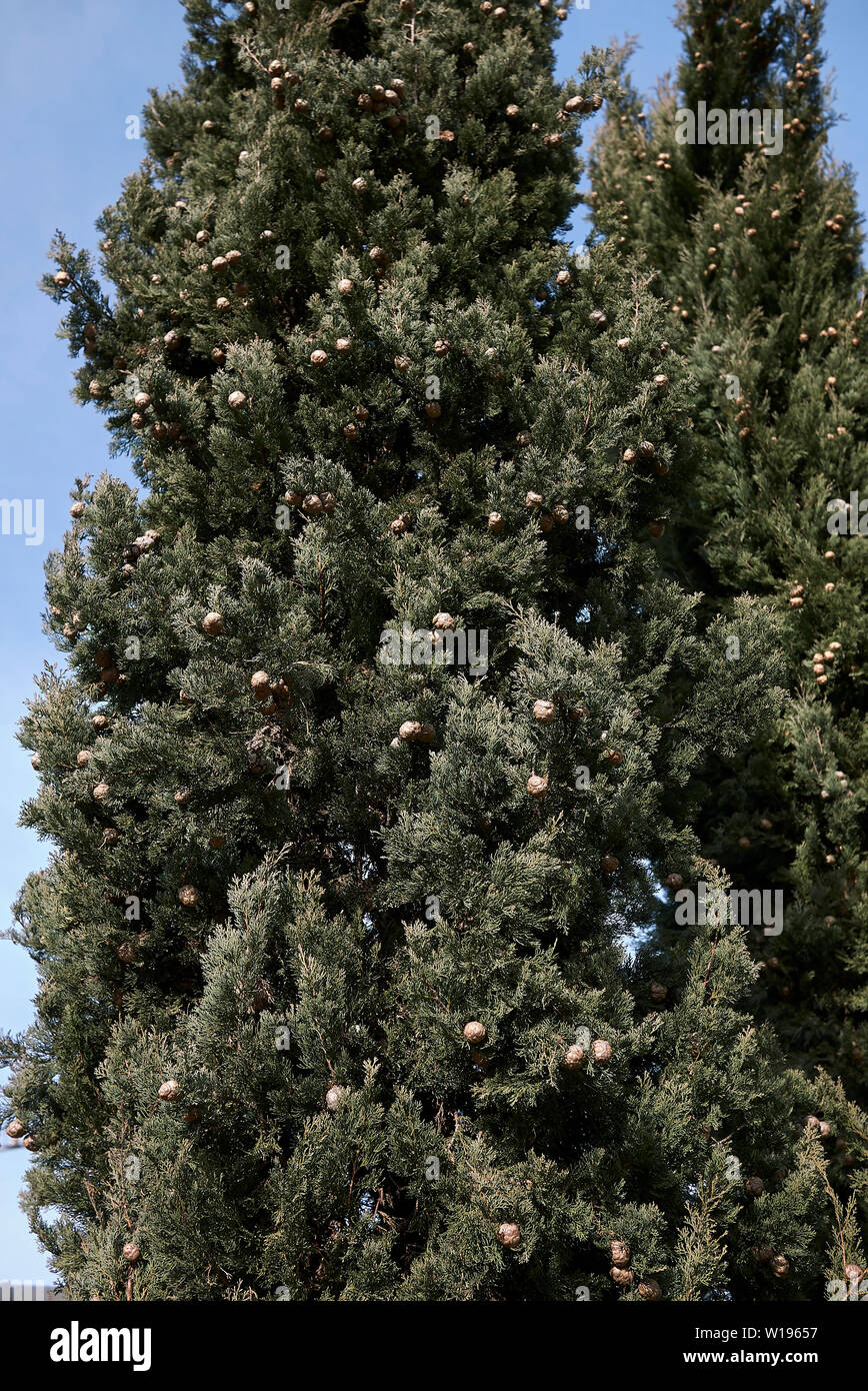Cupressus sempervirens italian cypress hi-res stock photography and ...