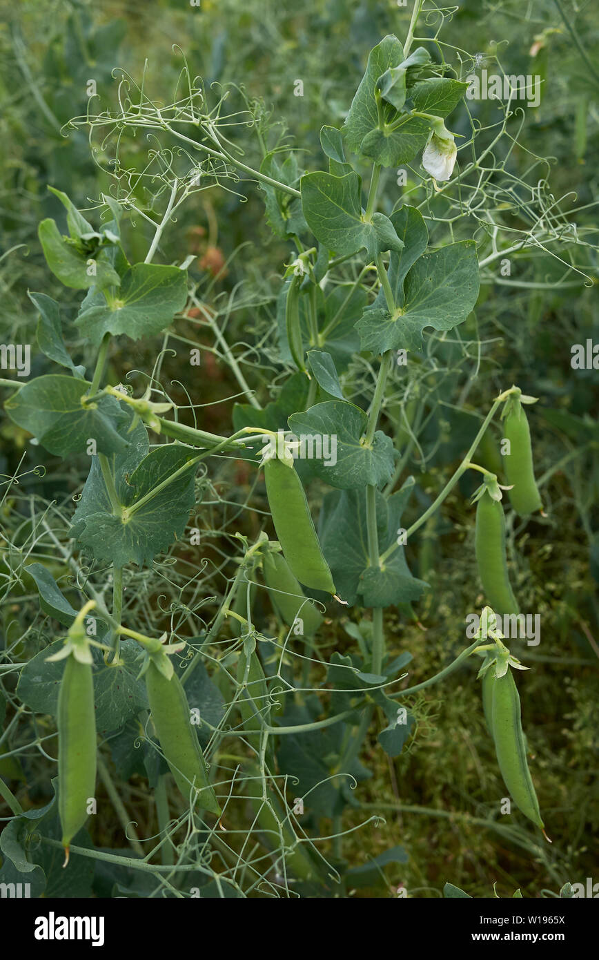 Pisum sativum stem hi-res stock photography and images - Alamy