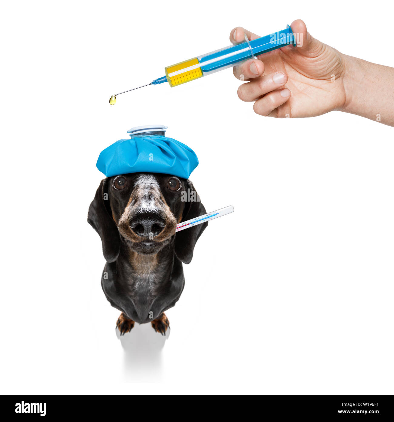 sick and ill dachshund sausage dog isolated on white background with ...