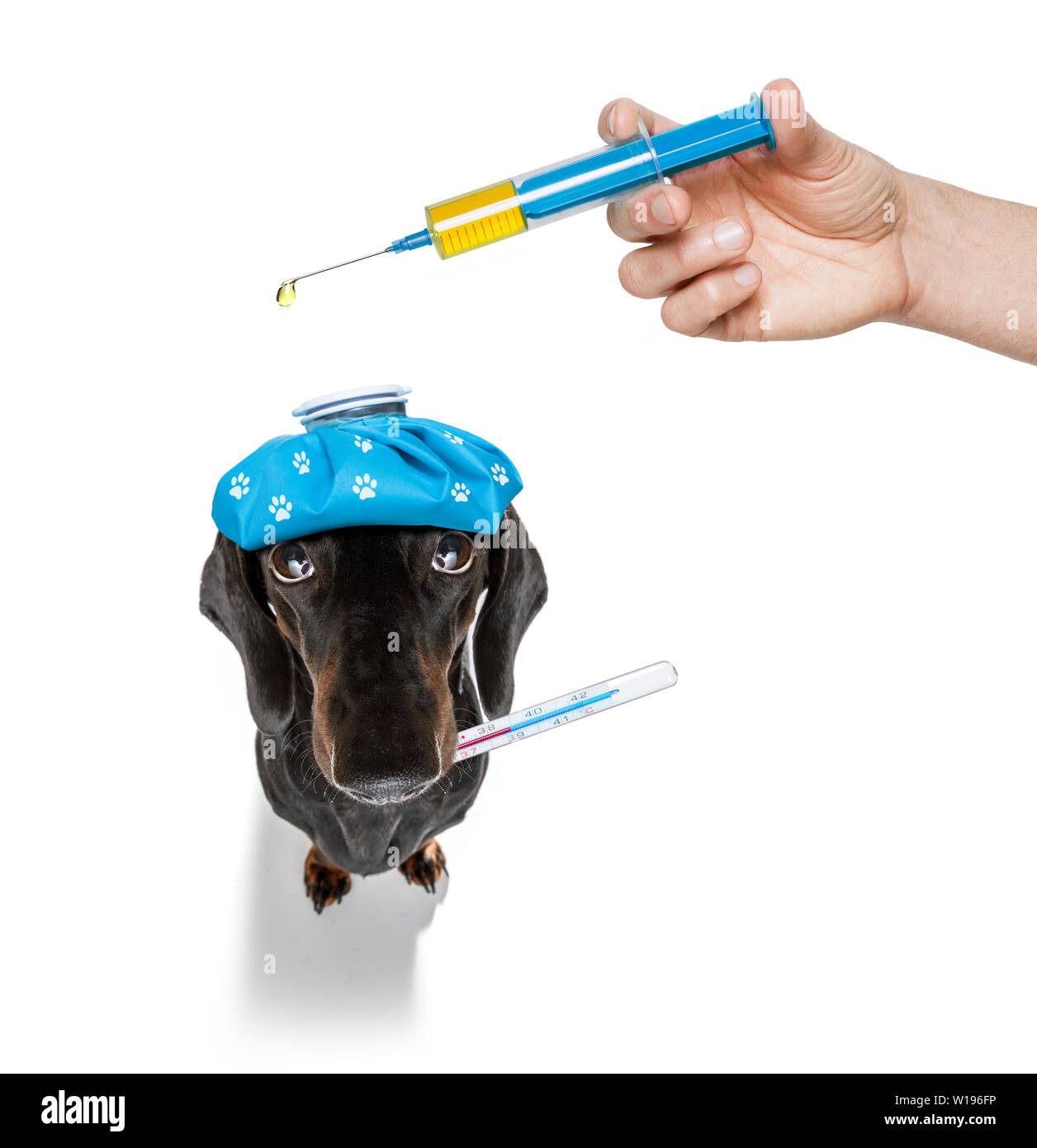 sick and ill dachshund sausage dog isolated on white background with ...