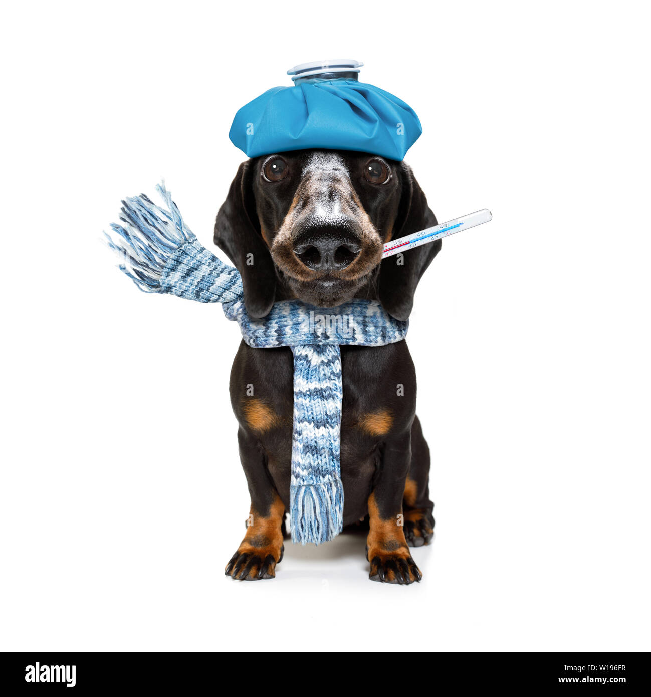 sick and ill dachshund sausage dog isolated on white background with ...