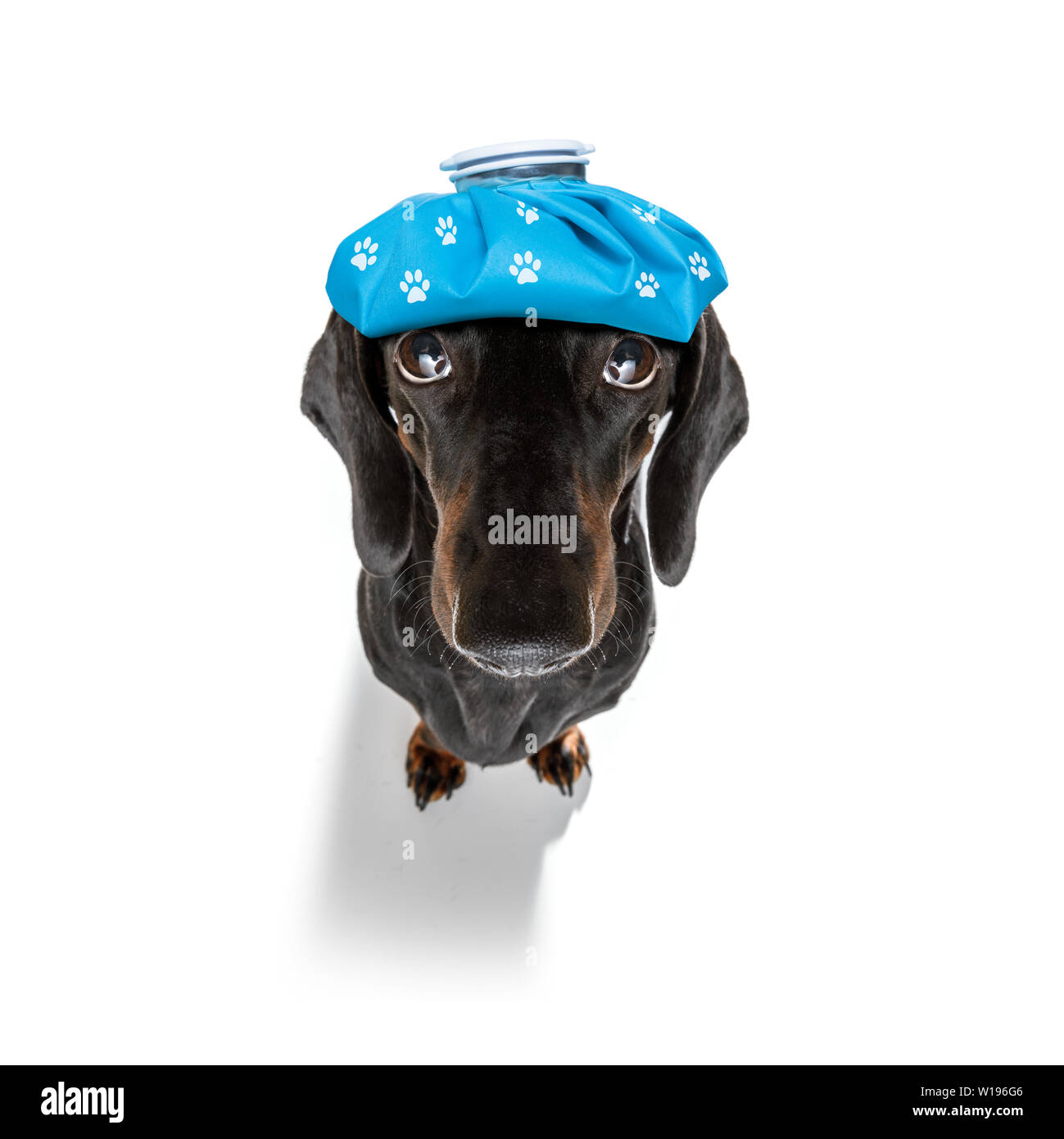 sick and ill dachshund sausage dog isolated on white background with ...