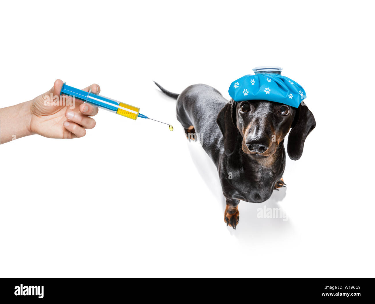 sick and ill dachshund sausage dog isolated on white background with ...