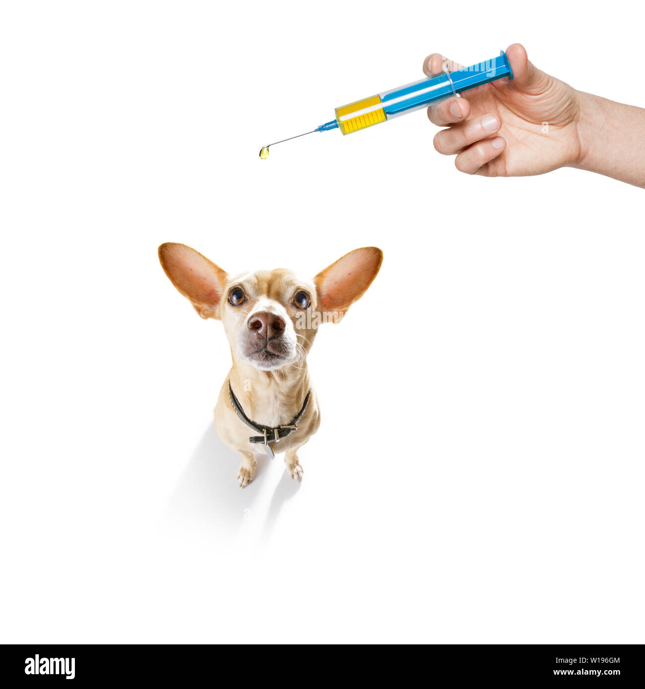 Do Dogs Scratch At Ticks