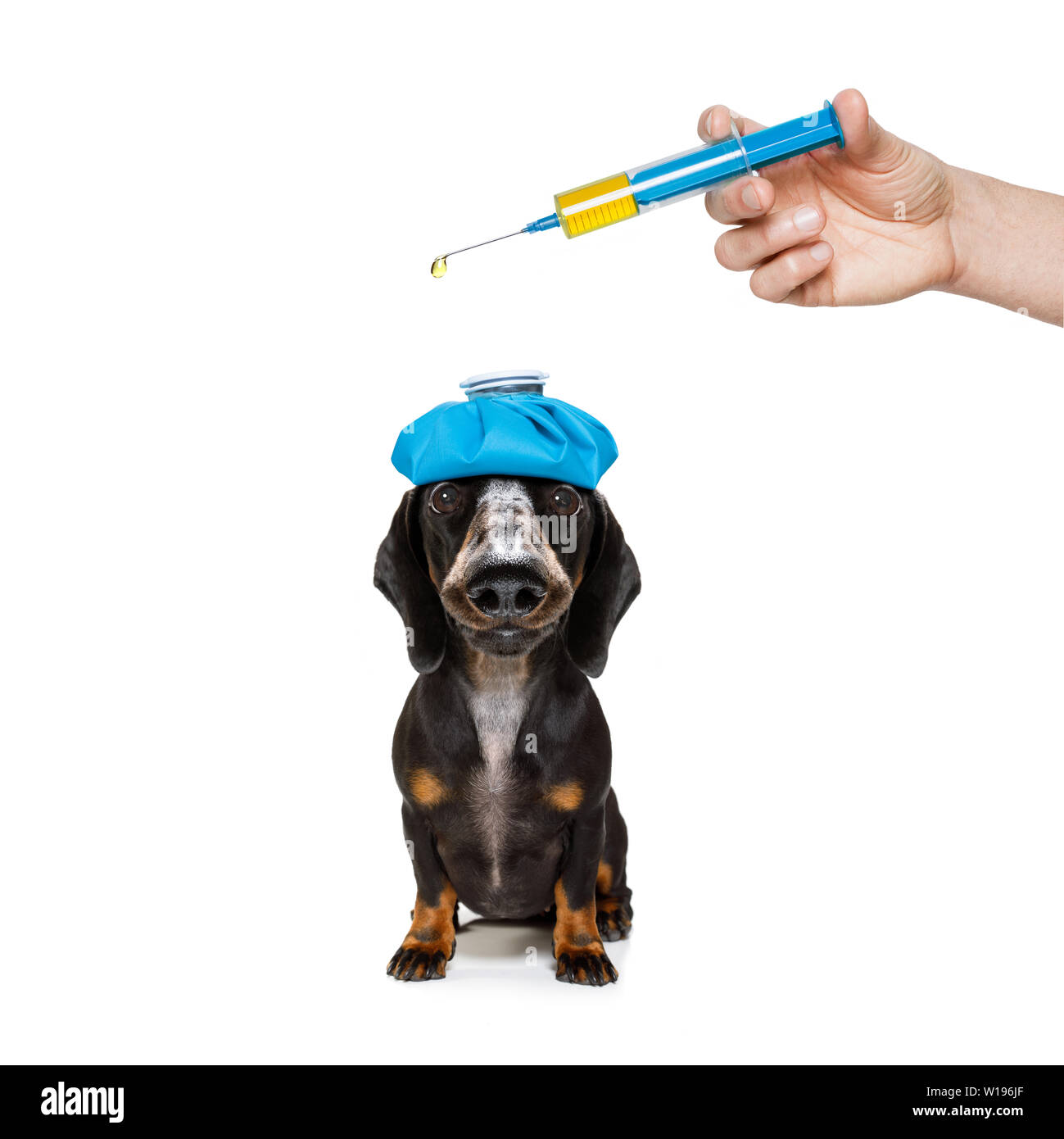 sick and ill dachshund sausage dog isolated on white background with ...