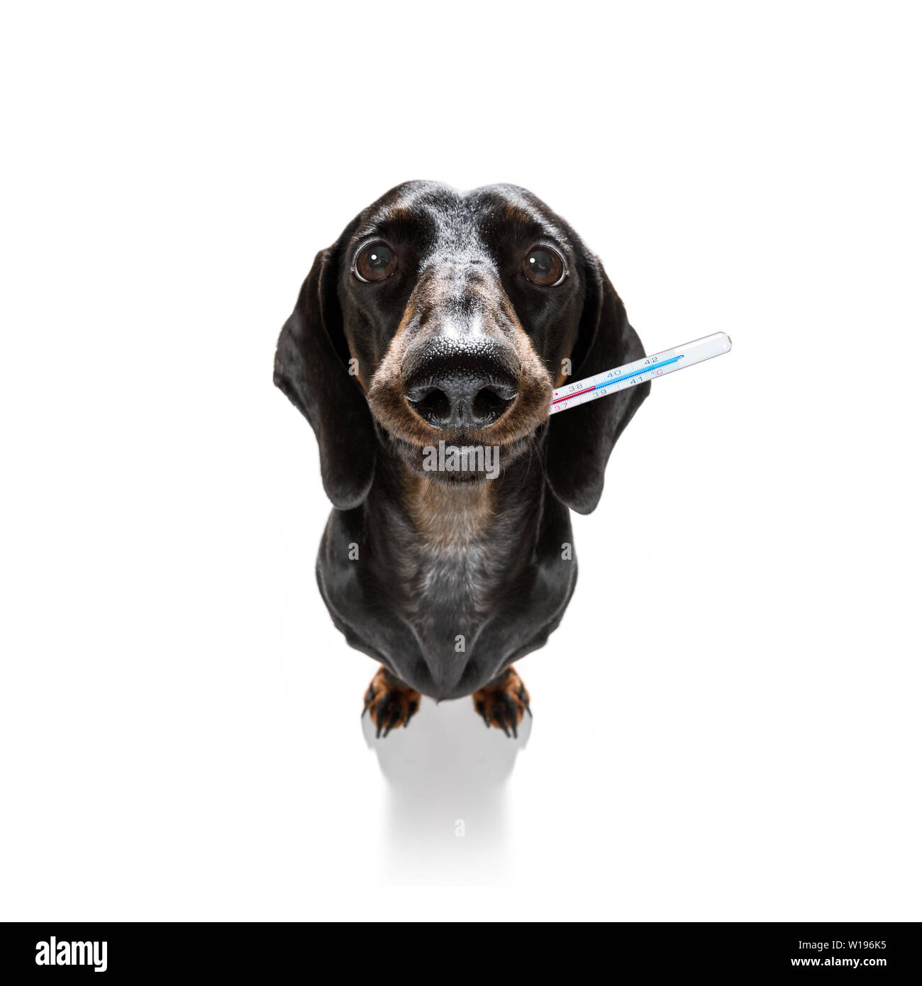 sick and ill dachshund sausage dog isolated on white background with ...