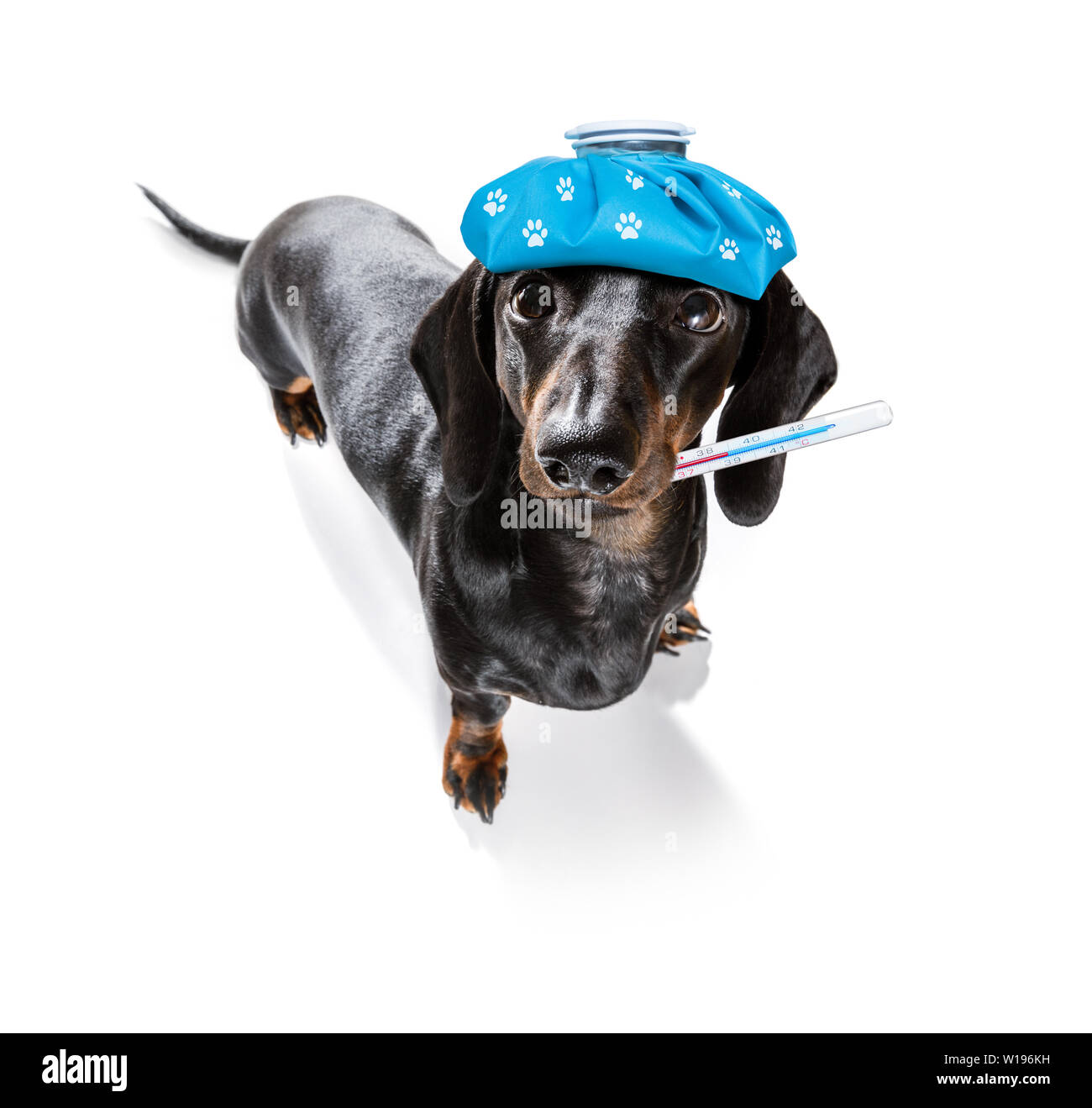 sick and ill dachshund sausage dog isolated on white background with ...