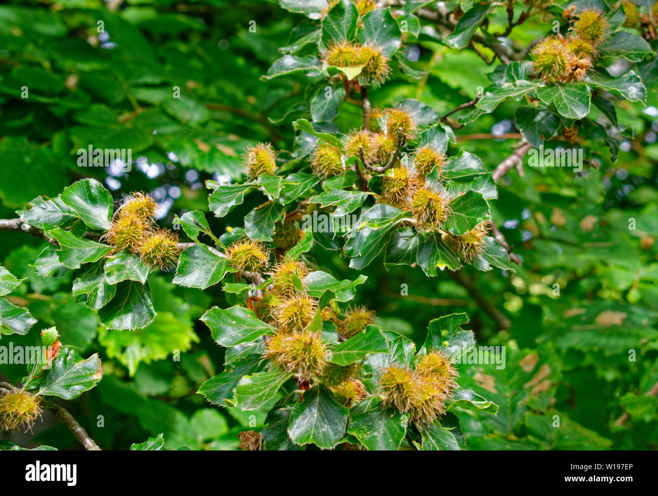 RIVER FINDHORN SCOTLAND EARLY SUMMER BEECH NUTS OR MAST AND LEAVES OF ...