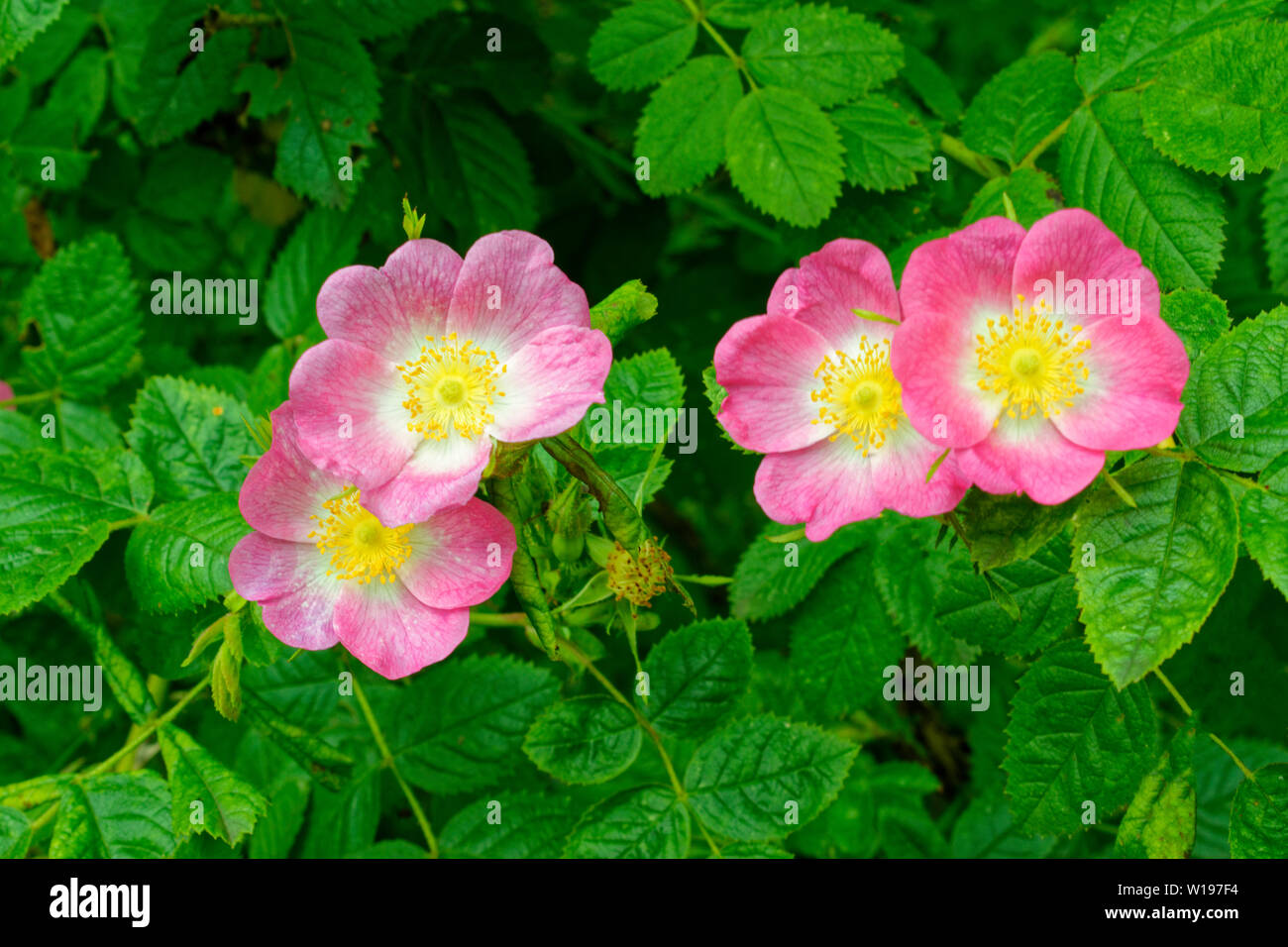 RIVER FINDHORN SCOTLAND EARLY SUMMER DOG ROSE Rosa canina BUSH WITH ...