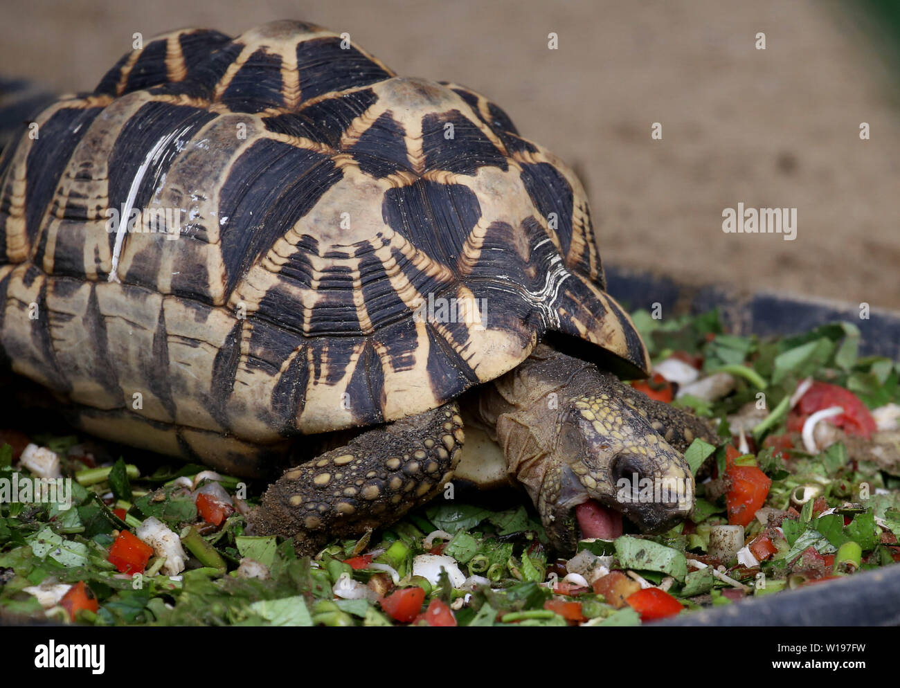 Burmese Star Tortoise Size
