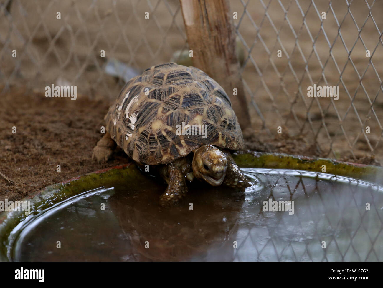 The Burmese Star Tortoise High Resolution Stock Photography and Images ...