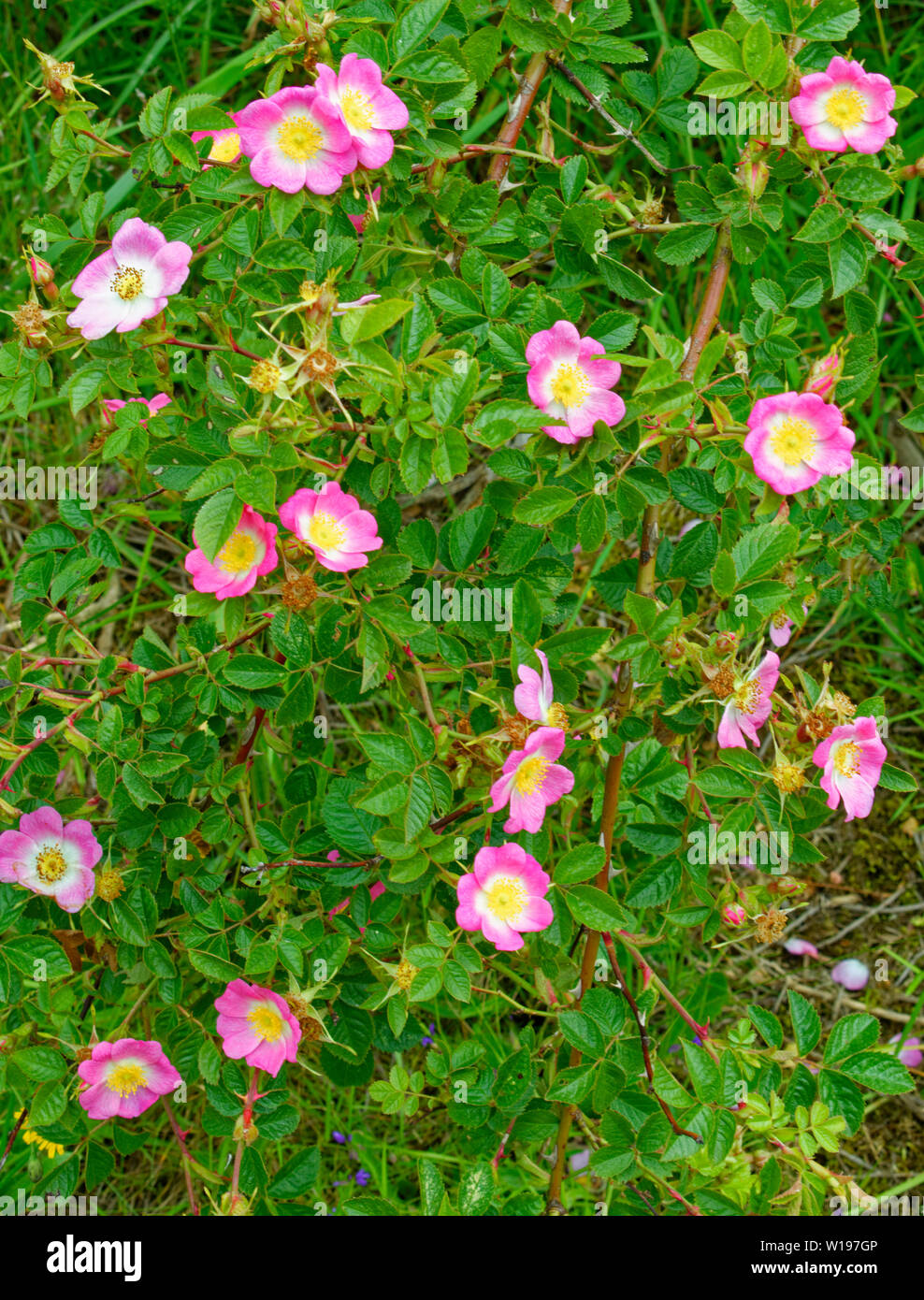 RIVER FINDHORN SCOTLAND EARLY SUMMER DOG ROSE Rosa canina BUSH WITH ...