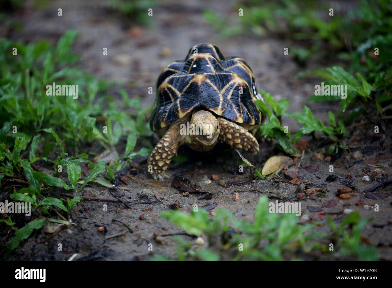 The Burmese Star Tortoise High Resolution Stock Photography and Images ...