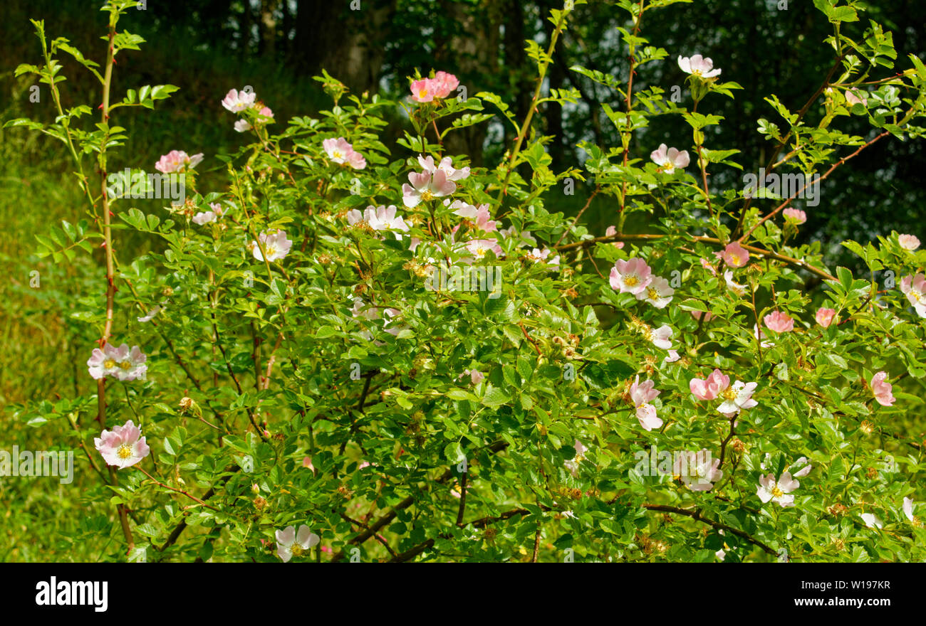 RIVER FINDHORN SCOTLAND EARLY SUMMER PINK FLOWERS OF THE WILD DOG ROSE ...